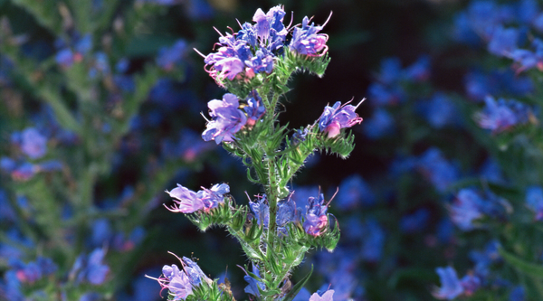 Purple Viper's-bugloss – Salcura NZ